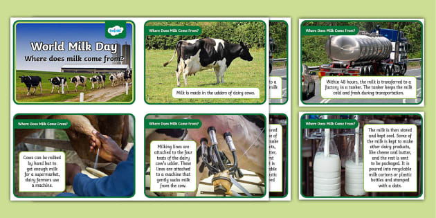 World Milk Day Farm to Shop Fact Cards (teacher made)