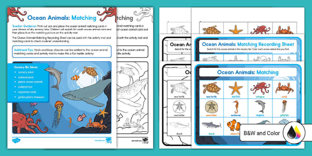 Ocean Animals Sensory Bin Mat Hunt | Science | Twinkl USA