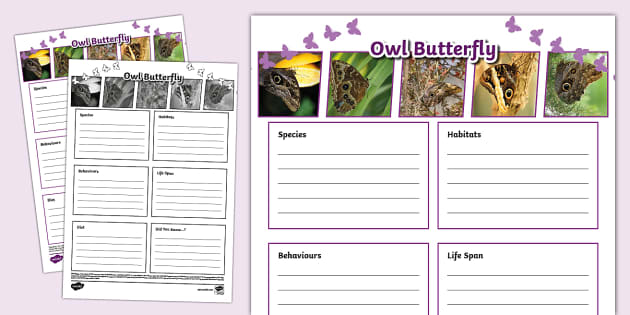 Owl Butterfly Fact File Template (l'enseignant a fait)