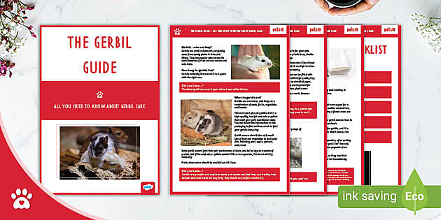 The Ultimate Gerbil Guide - Pet Care Guide - Twinkl Pets