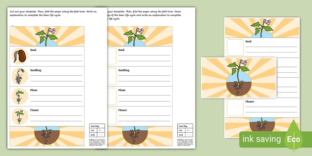 Bean Folding Life Cycle Template (Teacher-Made) - Twinkl