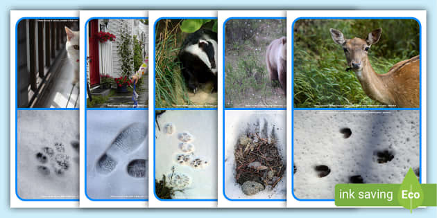 Editable Footprints Display Photos (teacher made) - Twinkl