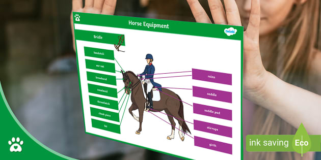 Horse Equipment - Word Mat - Horses - Equine - Twinkl Pets