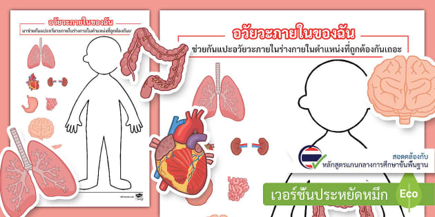 ใบงานตัดแปะอวัยวะภายในร่างกาย