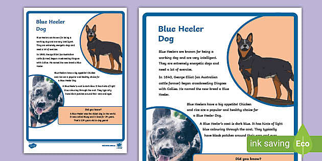 Blue Heeler Dog Fact File (teacher made)