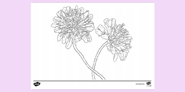 Devils Bit Scabious Colouring Sheet (teacher made) - Twinkl