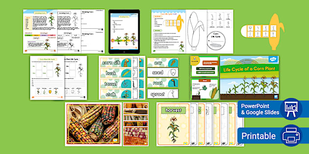 Life Cycle of a Corn Plant Lesson Pack for K-2nd Grade
