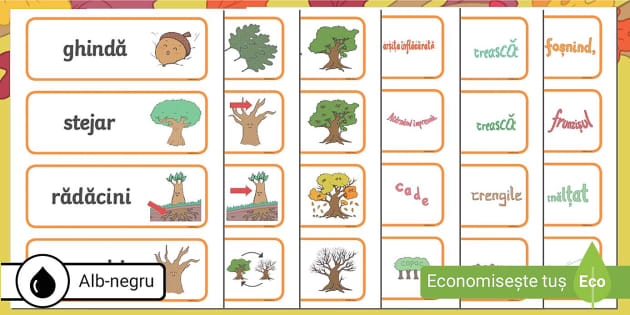 Micuțele ghinde – Cartonașe cu vocabular - Twinkl