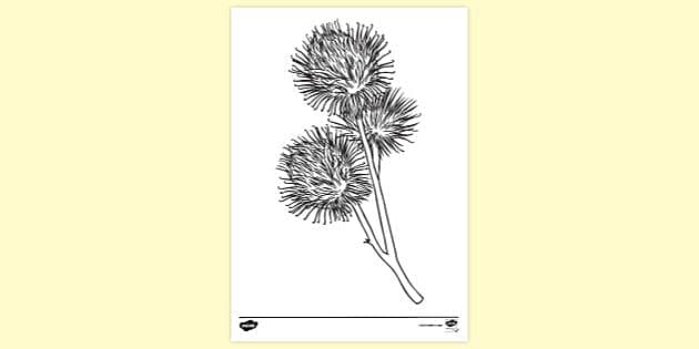 Burdock Colouring | Colouring Sheets (professor feito)