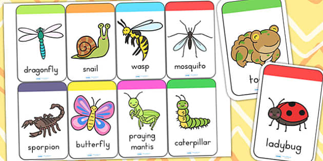 Minibeasts Cute Flashcards - flash card, word cards, visual aids