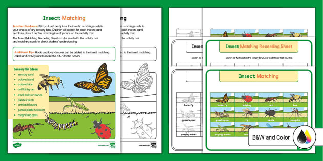 Insects Sensory Bin Matching Activity Mat - Twinkl