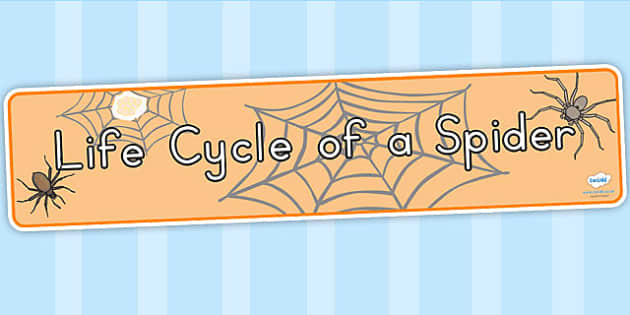 FREE! - Spider Life Cycle Display Banner (professor feito)