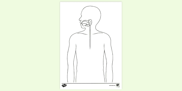FREE! - Torso Colouring Sheet | Colouring Sheets - Twinkl
