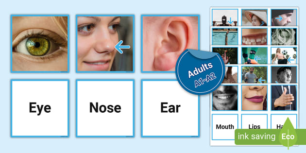 ESL Body Parts Matching Cards [Adults, A1-A2] (teacher made)