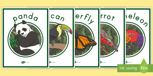 Jungle and Tropical Rainforest Animals Posters - Display