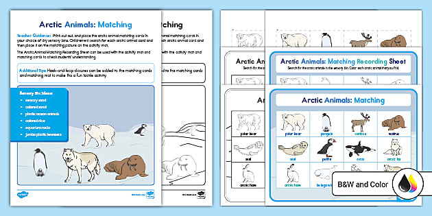 Arctic Animals Sensory Bin Matching Activity Mat - Twinkl