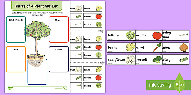 * NEW * Which Plant Parts Can We Eat? Activity
