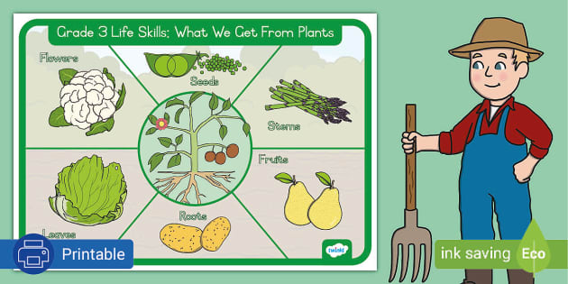 Grade 3 Life Skills: Plants What we get from them Vegetables
