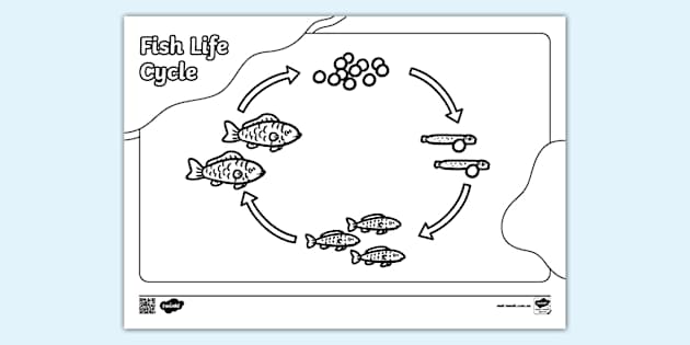life cycle coloring sheet
