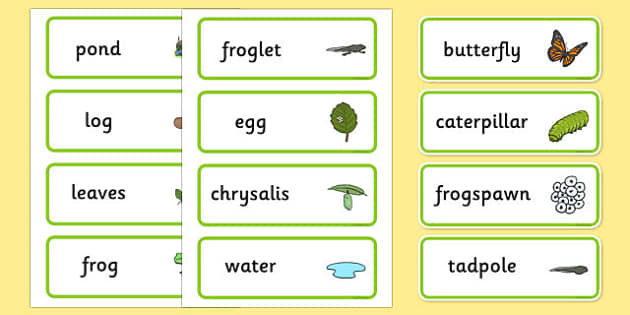 Life Cycle Word Cards (Combined) (Teacher-Made) - Twinkl