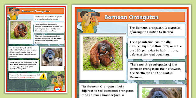 Bornea Orangutan - Bornean Orangutan Display Poster - Twinkl