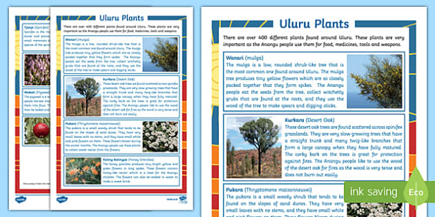 Uluru Plants Fact File Uluru Plants Fact File