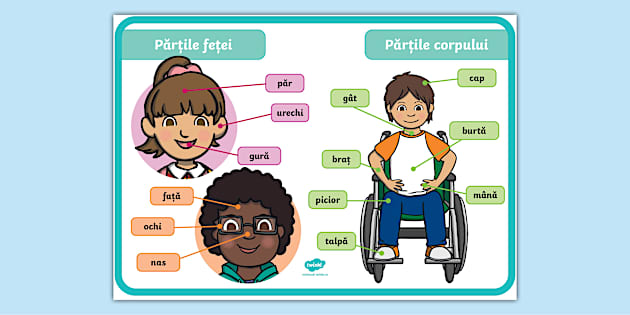 Părțile corpului uman – Planșă cu vocabular - Twinkl