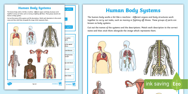 Human Body Systems Labelling Activity