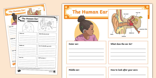 Human Ear Fact File Template (teacher made) - Twinkl