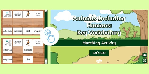 Year 2 Animals Including Humans Key Vocabulary Matching Activity