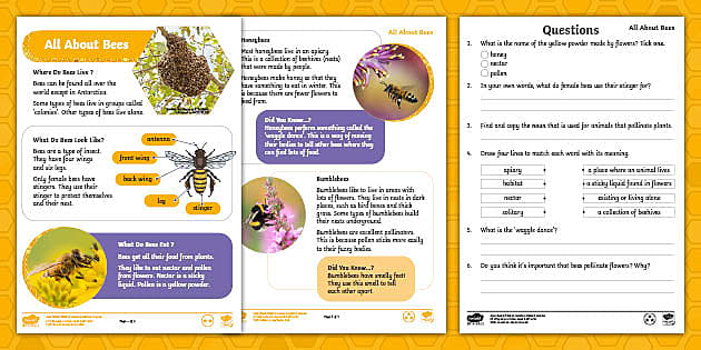 All About Bees Year 2 Differentiated Non-Fiction Reading Comprehension