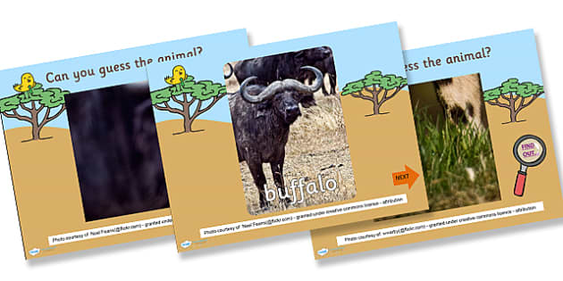 Safari Guess the Animal PowerPoint Game (teacher made)