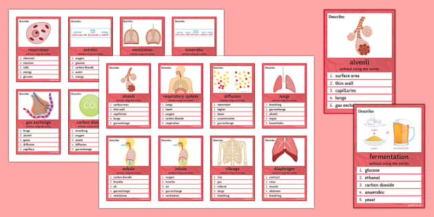 Respiration and Gas Exchange Can You Guess? Cards - Twinkl