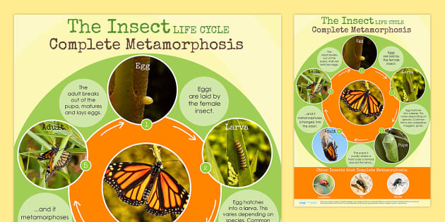 Butterfly Insect Complete Metamorphosis Life Cycle Display Poster