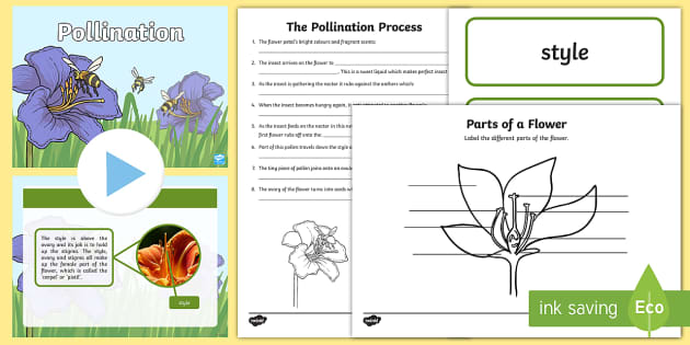 KS2 Pollination Lesson Teaching Pack (teacher made)