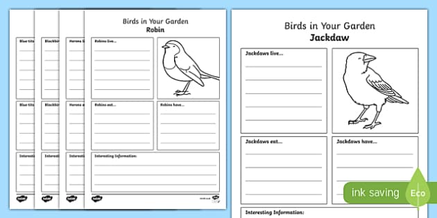 Birds Factfile Worksheets - Twinkl Primary Resources