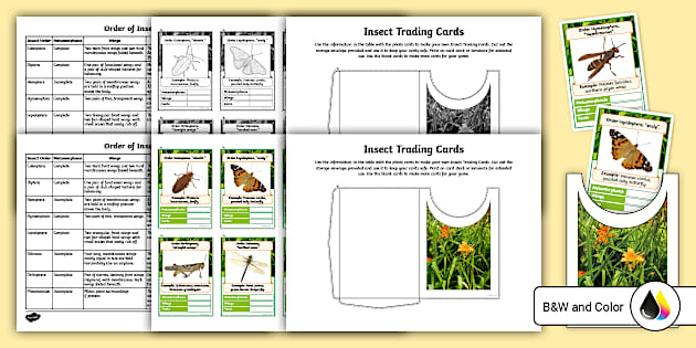 Insect Information Trading Cards for 6th-8th Grade - Twinkl
