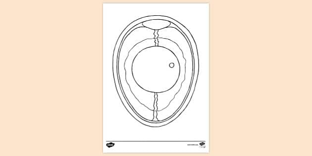 Egg Diagram Colouring Sheet (Teacher-Made) - Twinkl