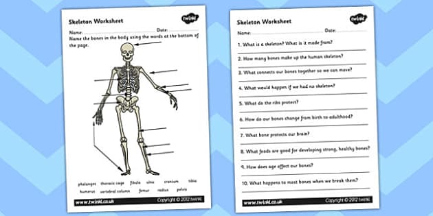 Skeleton Worksheet Scientific Names teacher Made Twinkl