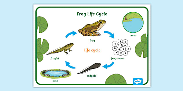 Editable Frog Life Cycle Word Mat (Minibeasts) - Twinkl