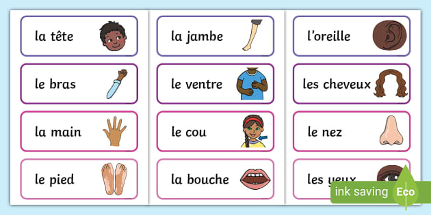 French Body Parts Vocabulary Cards French Language