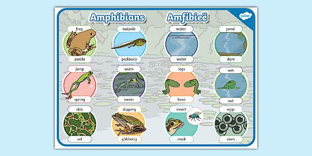 Amphibians Word Mat (teacher made) - Twinkl