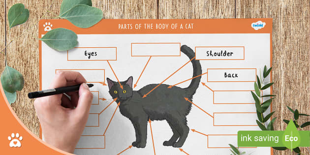 Parts of the Body of a Cat - Labelling Activity - Cat Care