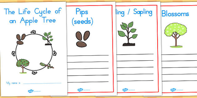 Apple Tree Life Cycle Workbook (teacher made) - Twinkl