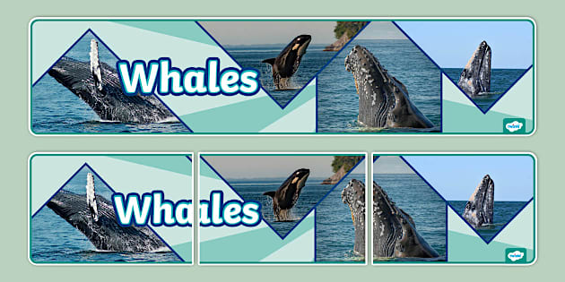 Whales KS1 Photo Display Banner - Twinkl