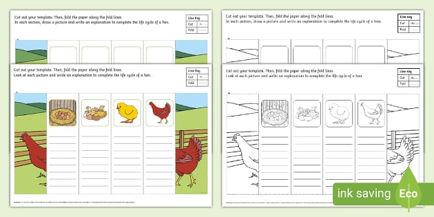 Hen Folding Life Cycle Template (teacher made) - Twinkl