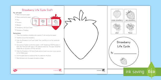 Strawberry Life Cycle Craft Instructions (teacher made)
