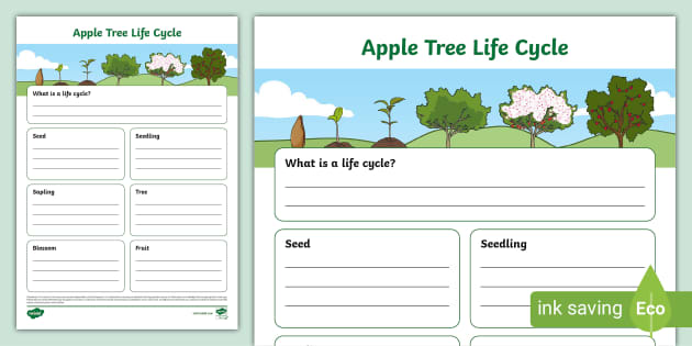Apple Tree Life Cycle Fact File Template (teacher made)