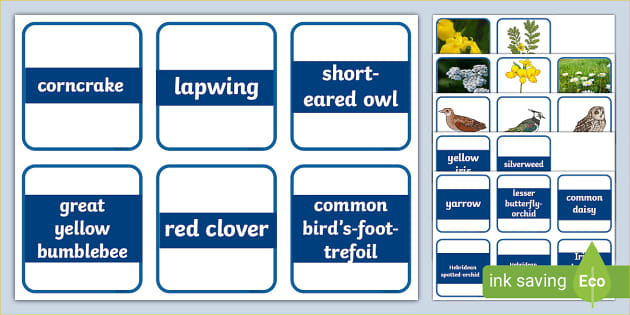 Machair Flowers Matching Cards (teacher made)