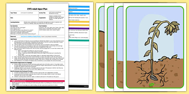 Life Cycle of a Sunflower Movement Activity EYFS Adult Input Plan and ...